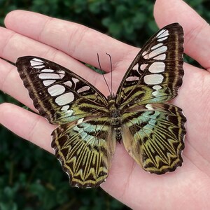 Real Butterfly Specimen, Preserved Butterfly, Spread Butterflies, Blue ...