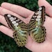 Real Butterfly Specimen, Preserved Butterfly, Spread Butterflies, Blue ...