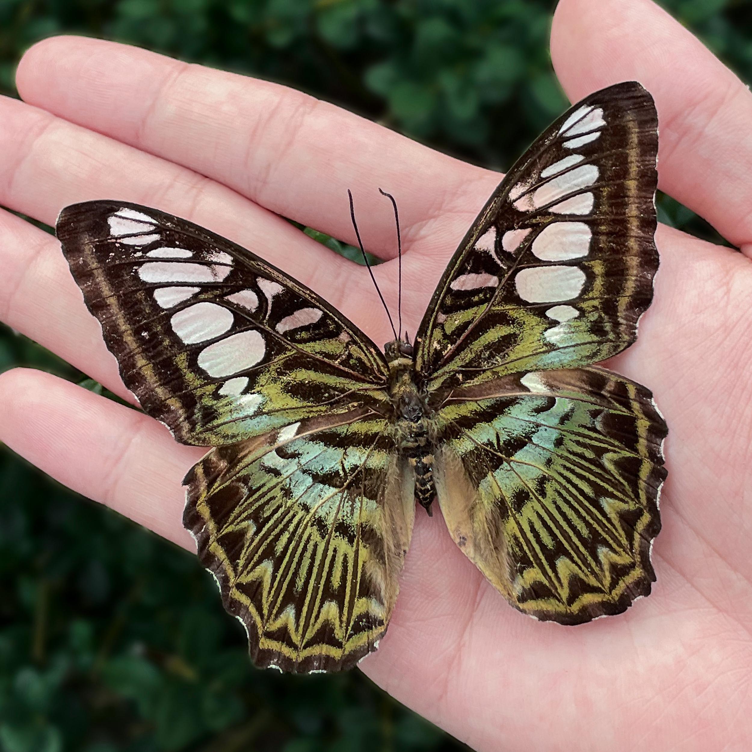 Real Butterfly Specimen, Preserved Butterfly, Spread Butterflies, Blue ...