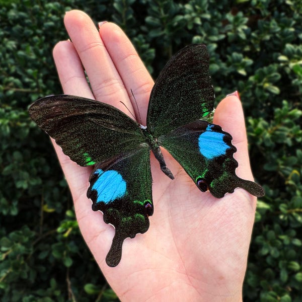 Real Butterfly - Etsy