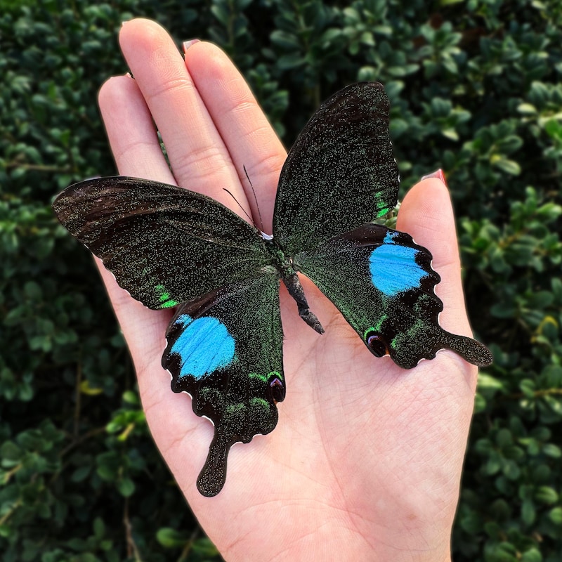 Real Butterfly - Etsy