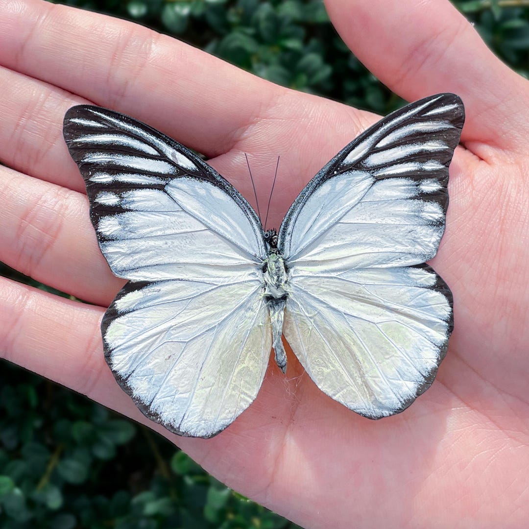 Real Butterfly Specimen, Insect Specimen Gift, Spread Butterflies, Blue ...