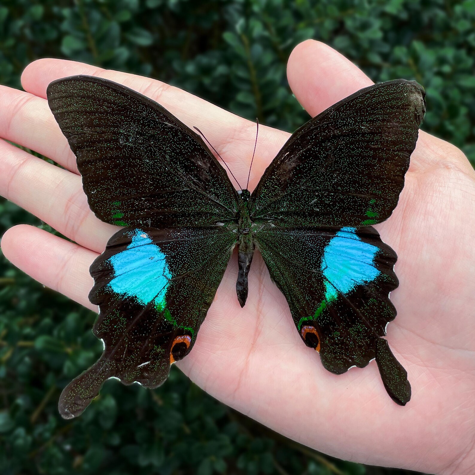 Real Butterfly Specimen, Preserved Butterfly, Spread Butterflies, Blue ...