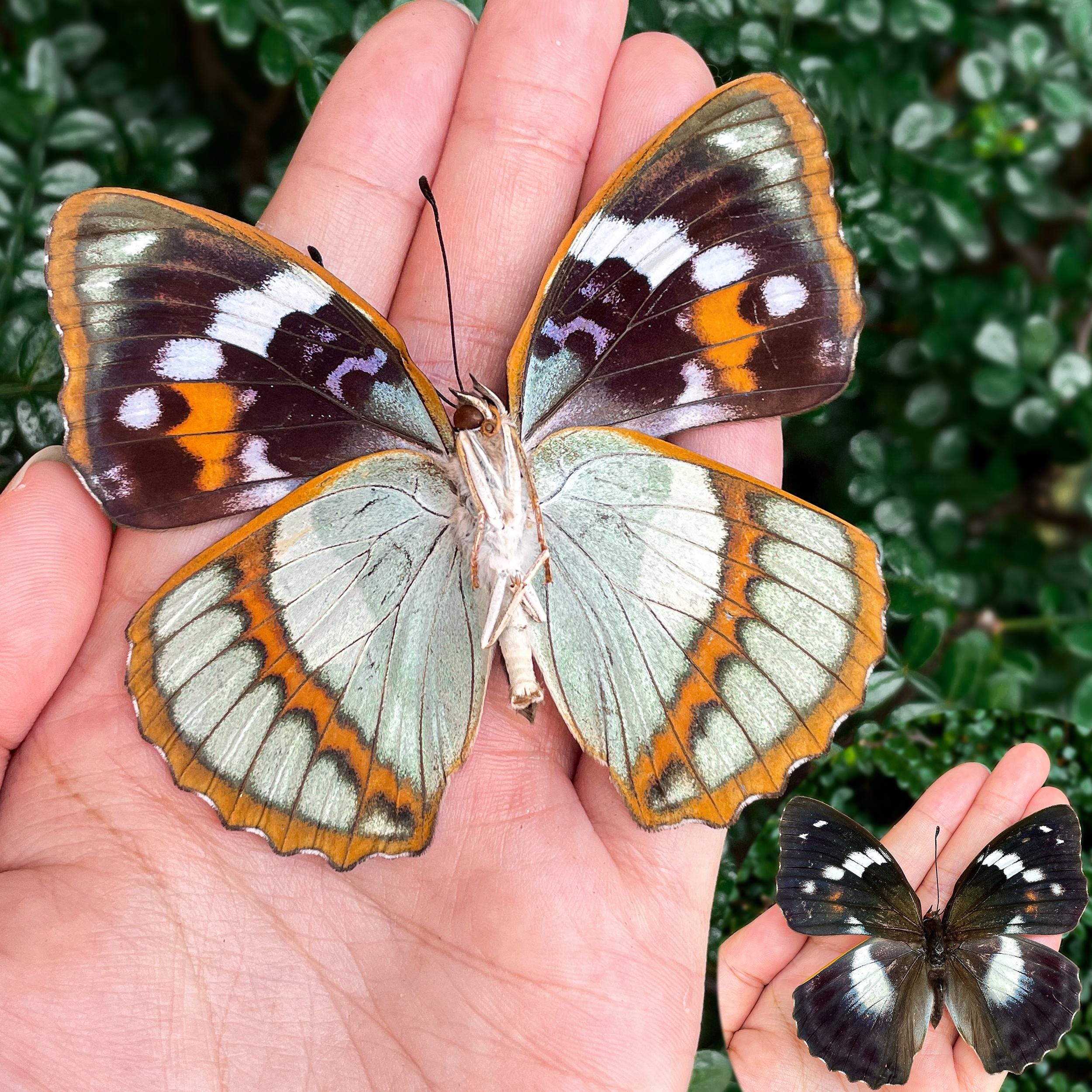 Real Butterfly Specimen, Pinned Butterflies Gift, Spread Butterflies ...