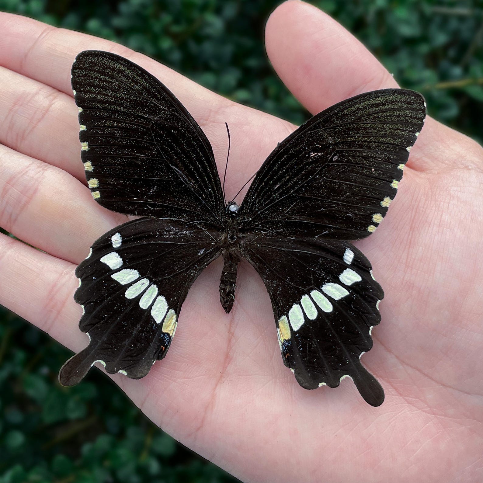 Real Butterfly Specimen, Preserved Butterfly, Spread Butterflies, Blue ...