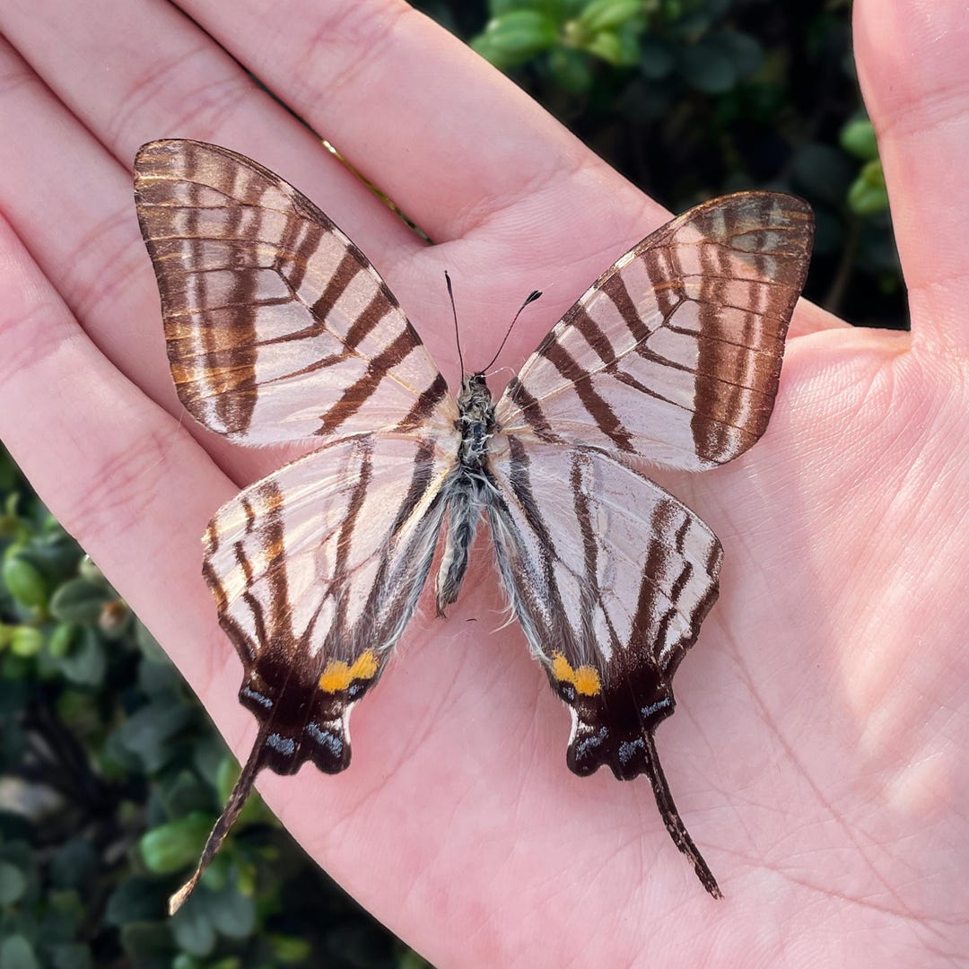 Real Butterfly Specimen, Pinned Butterflies Gift, Spread Butterflies ...