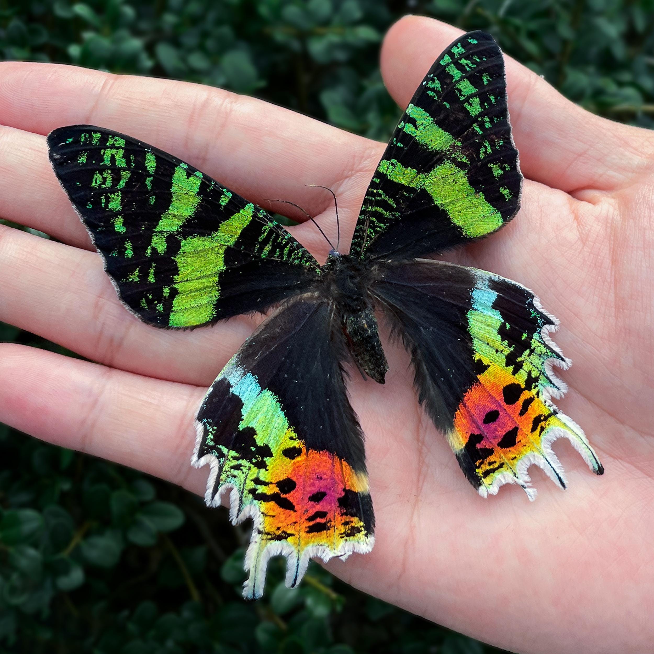 Real Butterfly Specimen, Preserved Butterfly, Spread Butterflies, Blue ...