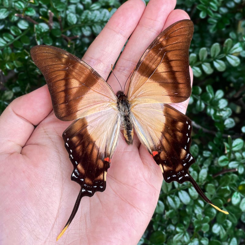 Dried Butterflies - Etsy