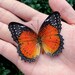 Real Butterfly Specimen, Preserved Butterfly, Spread Butterflies, Blue ...