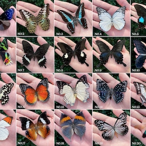 Real Butterfly Specimen, Preserved Butterfly, Spread Butterflies, Blue ...