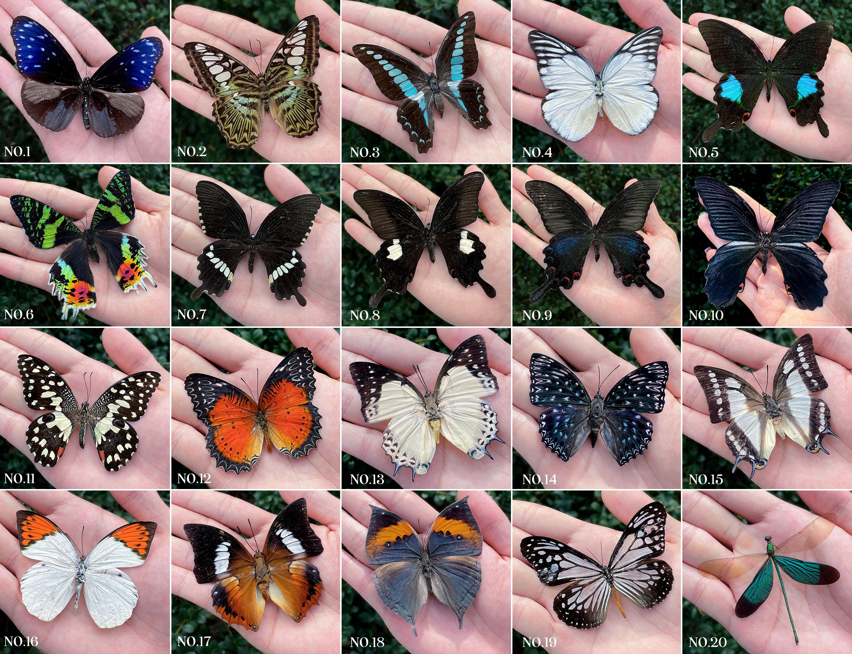 Real Butterfly Specimen, Preserved Butterfly, Spread Butterflies, Blue ...