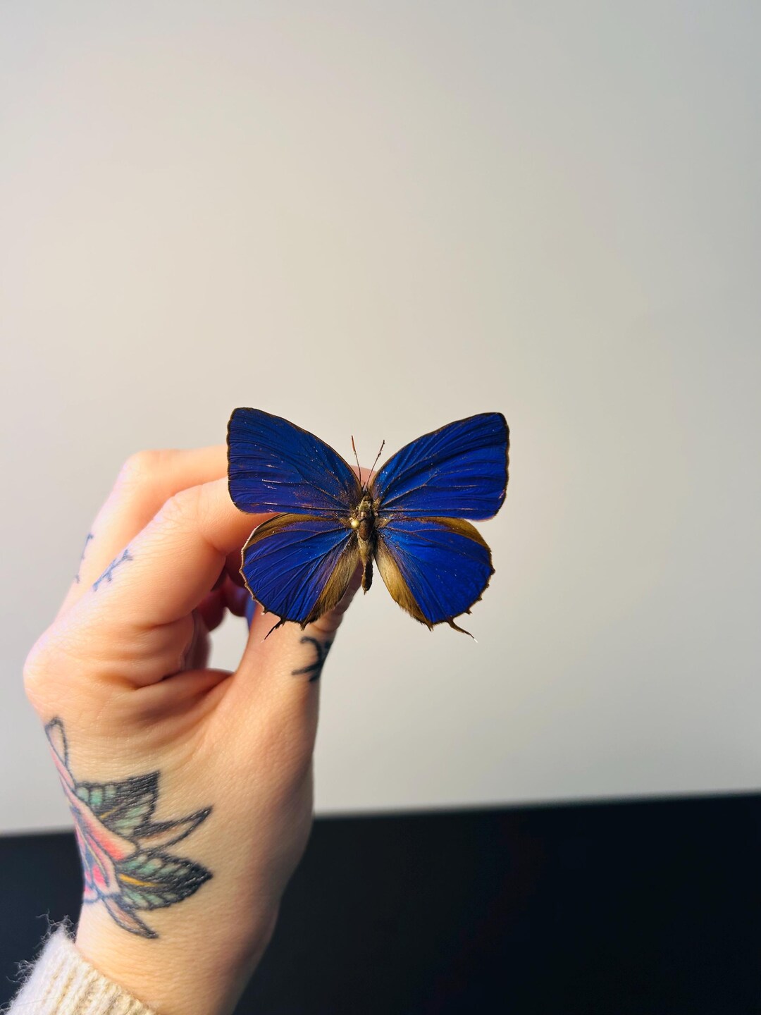Metallic Blue Mounted Arhopala Acetes Butterfly | Rare Tropical ...