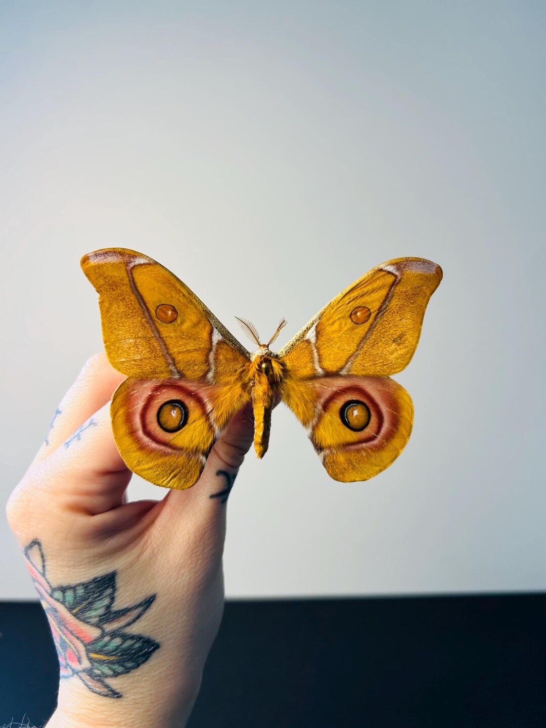 Antherina Suraka – Large Brown and Pink Preserved Butterfly | Rare ...