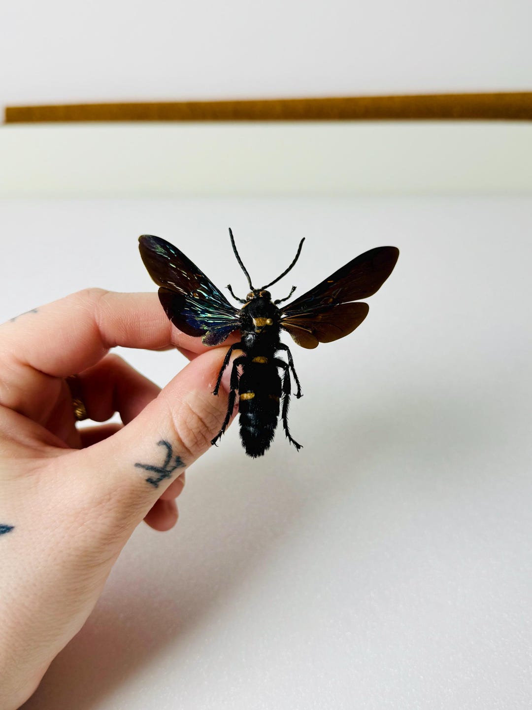 Megascolia Procer Male – Giant Wasp Prepared and Pinned – Entomological ...