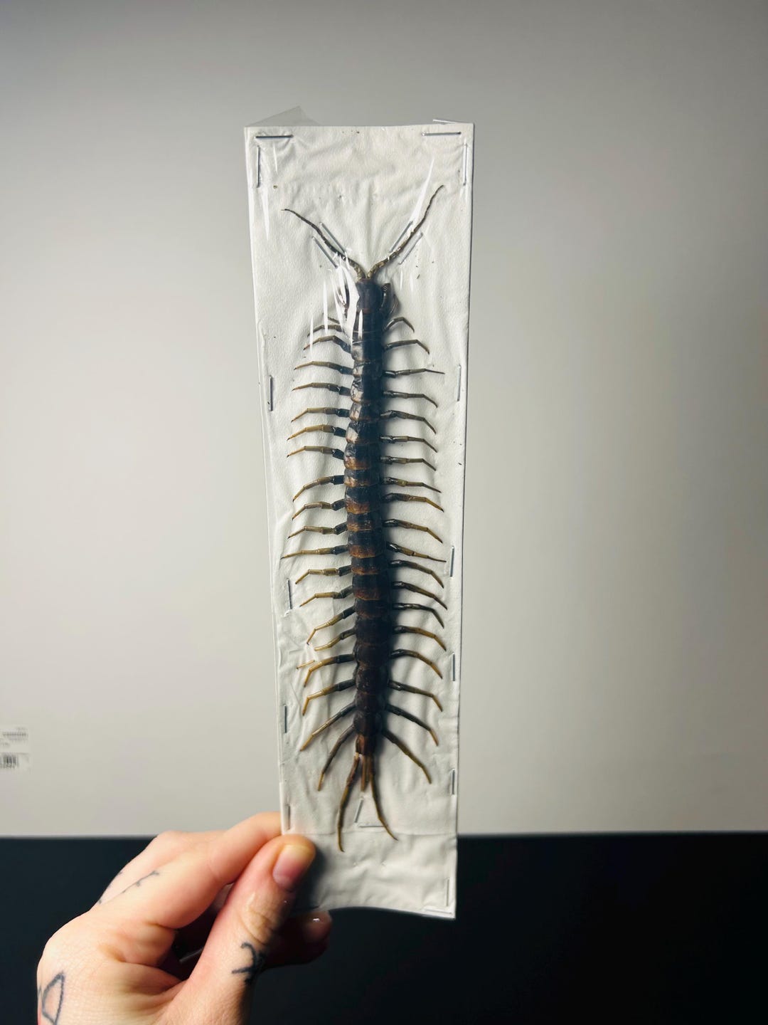 Scolopendra Centipede in Blister Pack - Unique, Preserved Specimen ...