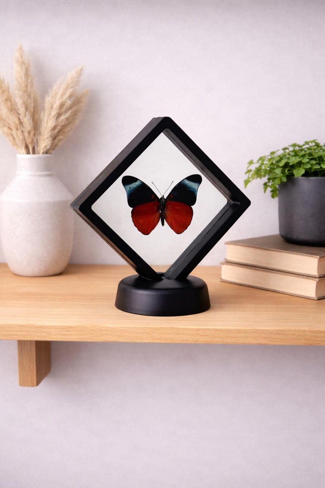 Naturalized Panacea Prola Butterfly Frame – 3D Floating Frame, Double ...