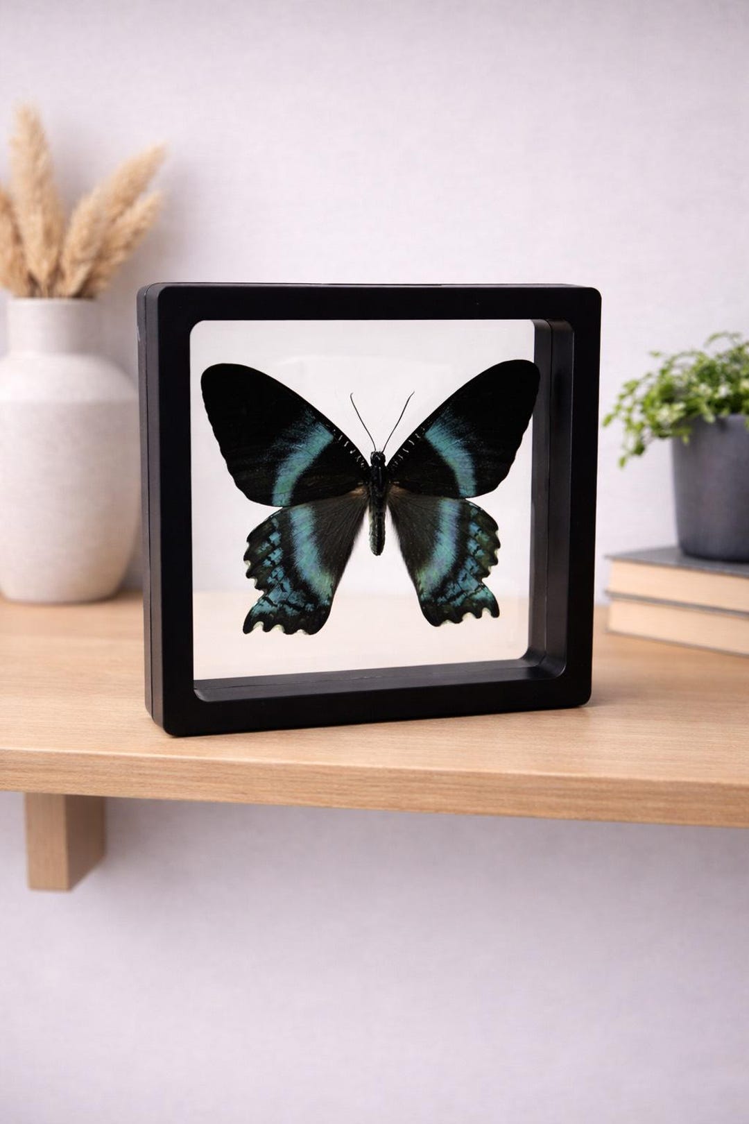 Preserved Alcides Orontes Butterfly – Double-sided Black 3D Floating ...