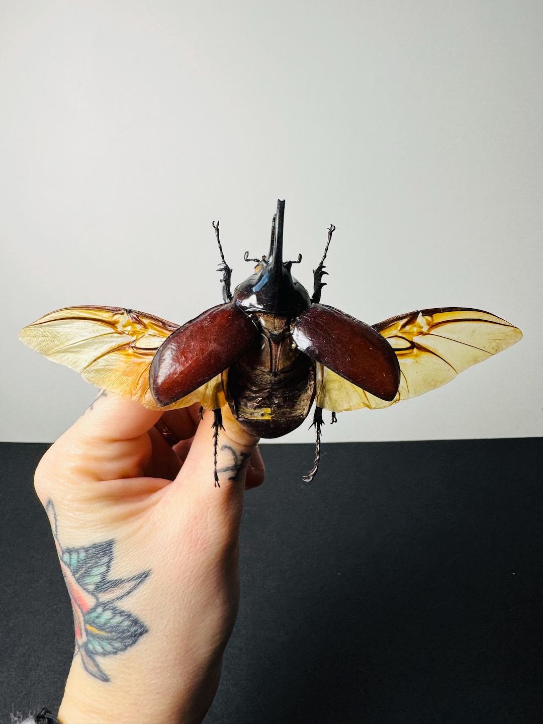 Augosoma Centaurus Preserved Insect • Black Horned Beetle • African ...