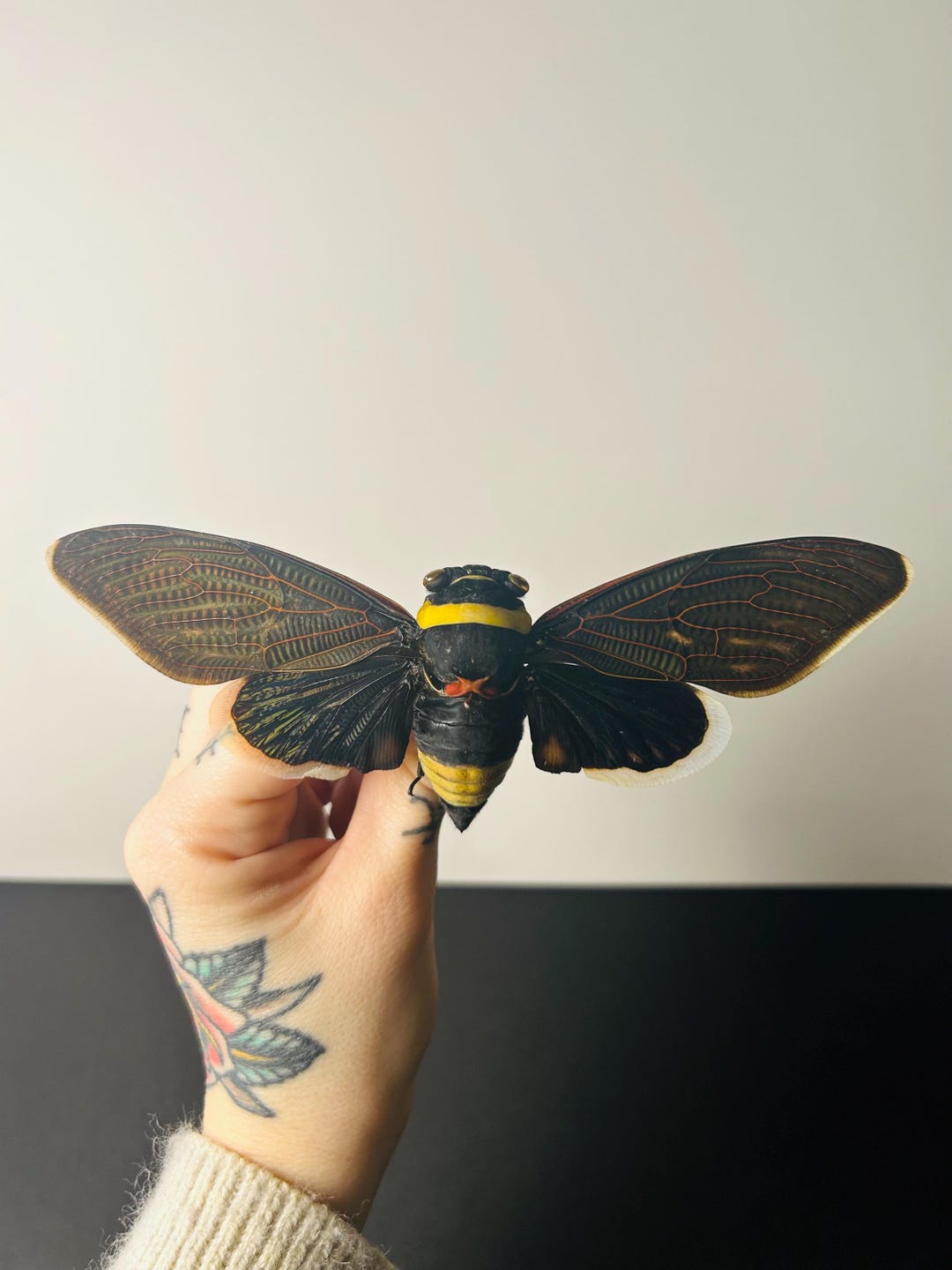 Taxidermied Giant Cicada (tacua Speciosa) - Rare Preserved ...