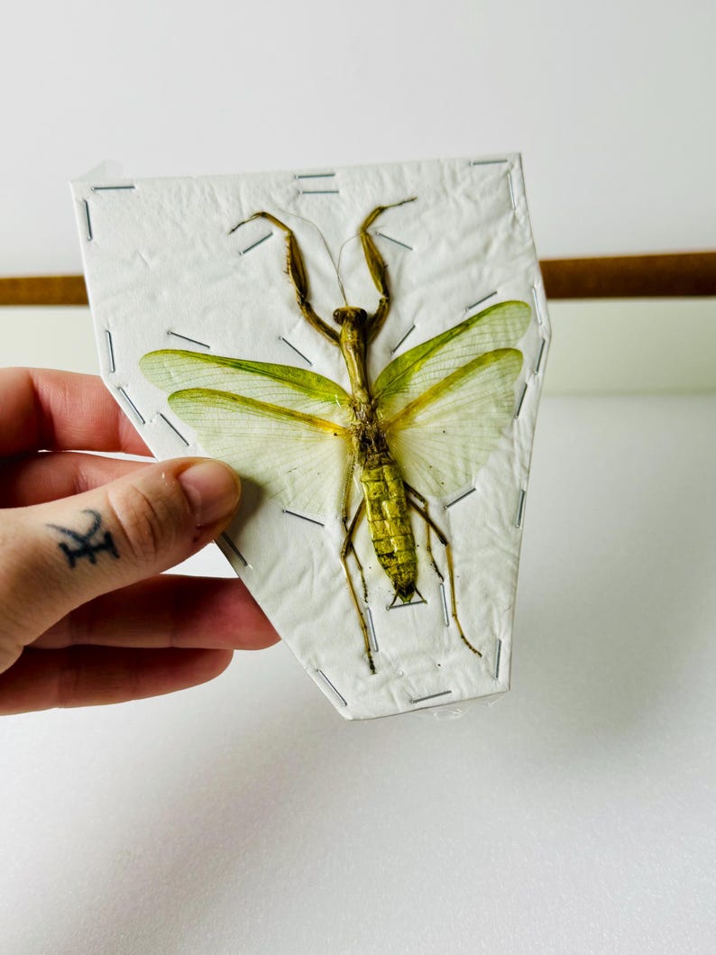 Hierodula Venosa – Exotic Praying Mantis in Blister Pack ...