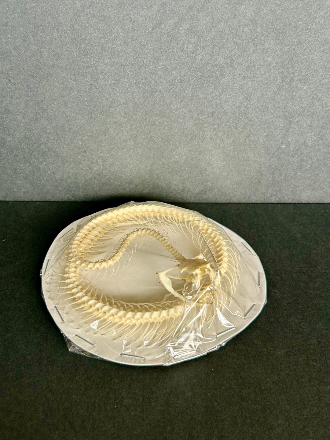 Skeleton of a Small Coiled Snake - in Blister Pack - Genuine Skeleton ...