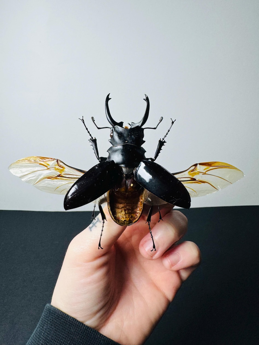 Insetto conservato Odontolabis celebensis • Cervo volante nero A1 ...