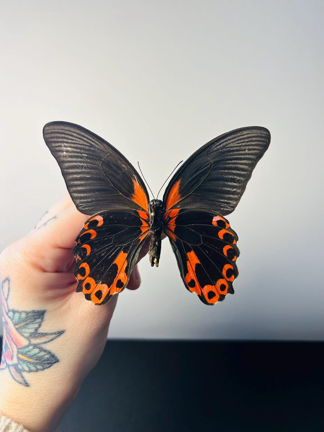 Papilio Rumanzovia – Large Black and Red Preserved Butterfly | Rare ...