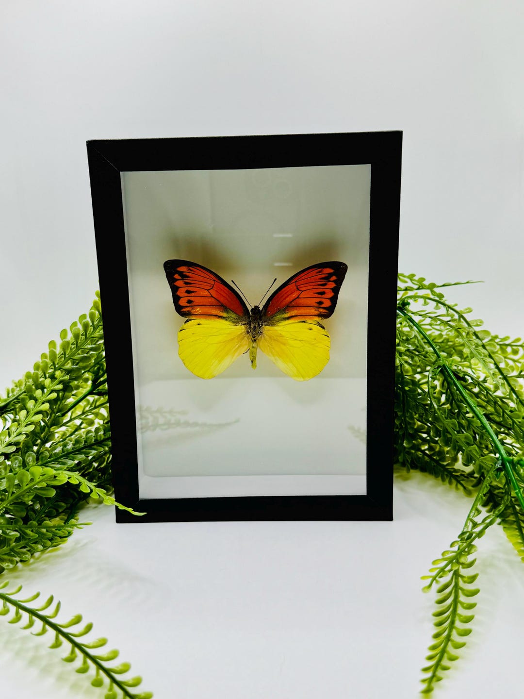 Insect Frame for a Cabinet of Curiosities – Preserved Hebomoia Leucippe ...