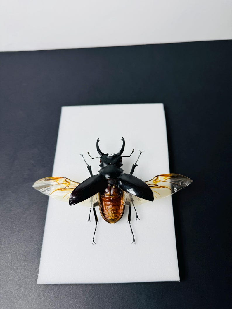Insetto conservato Odontolabis celebensis • Cervo volante nero A1 ...