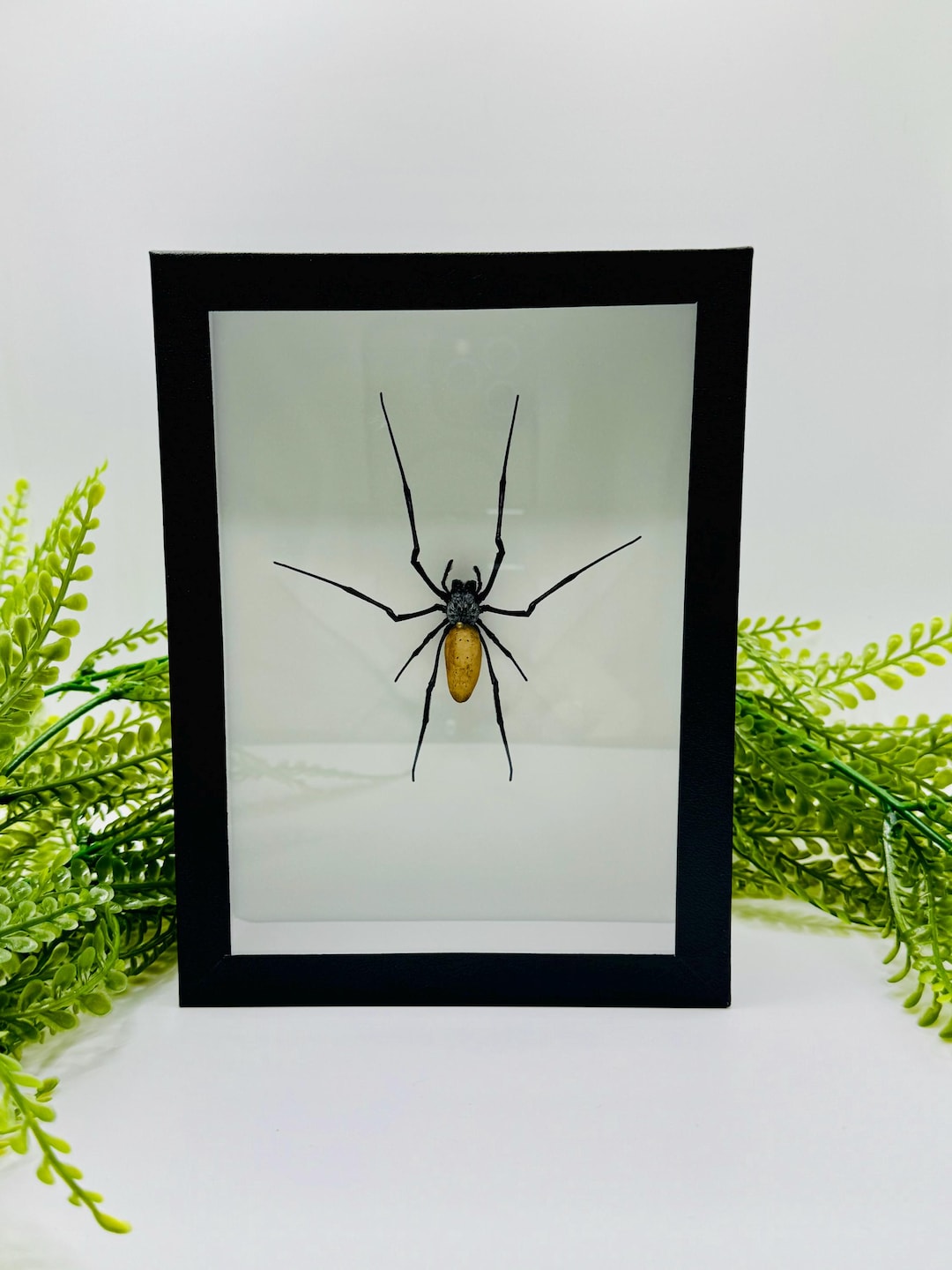 Framed Taxidermied Spider – Nephila Vitiana Pinned on a White Emalène ...
