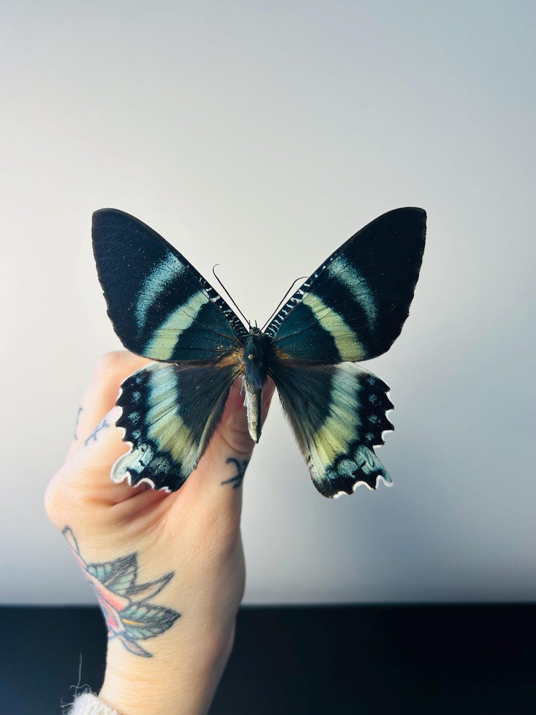 Alcides Orontes – Iridescent Green and Black Butterfly, Preserved ...