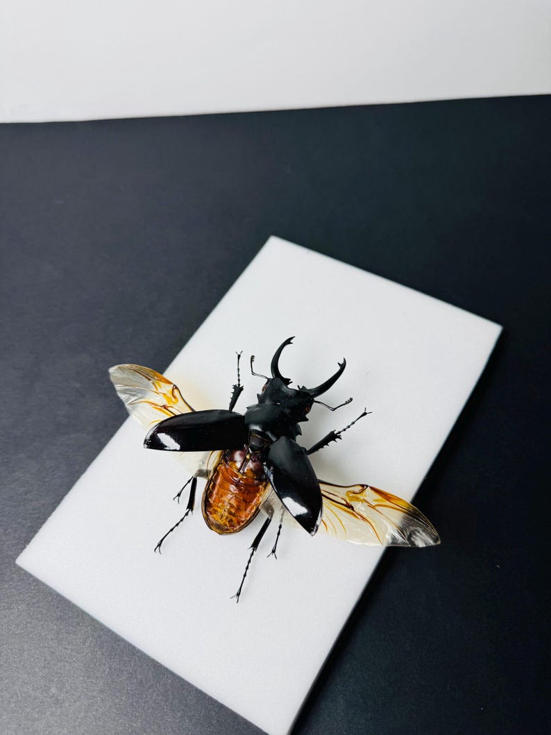 Insetto conservato Odontolabis celebensis • Cervo volante nero A1 ...