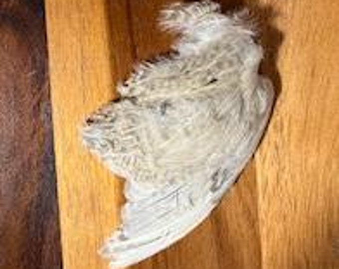 Dried Quail Wings4 for Crafts & Cats - Etsy