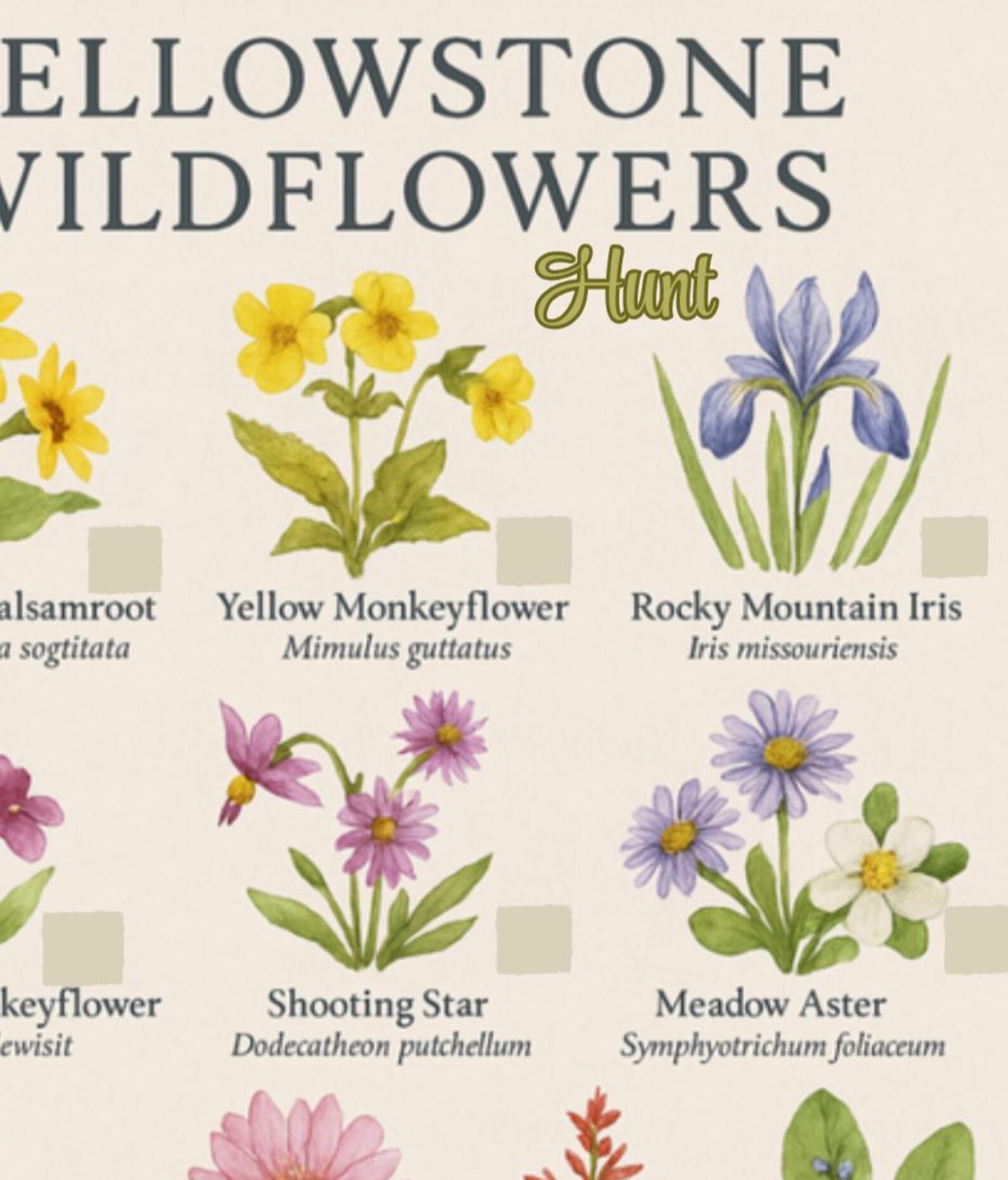 National Park Yellowstone, Wildflowers Hunt PNG, Hiking Activity ...