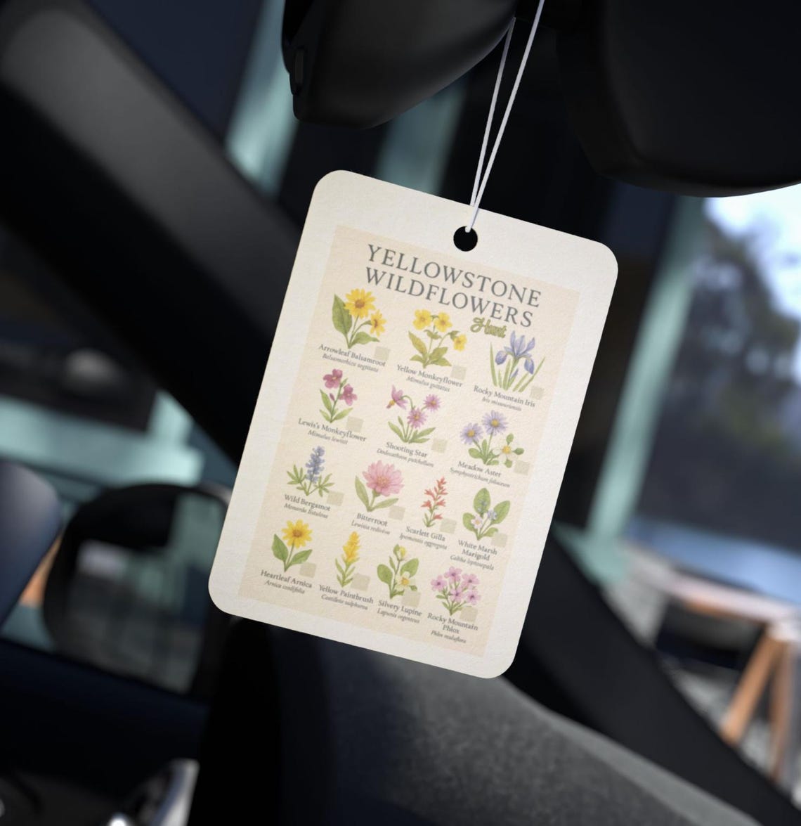 National Park Yellowstone, Wildflowers Hunt PNG, Hiking Activity ...