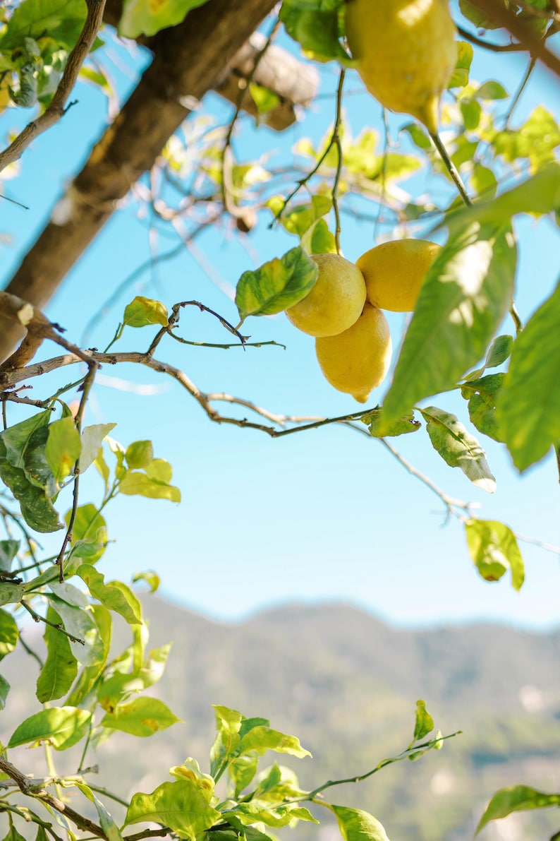 Positano Amalfi Coast Lemons Digital Print – Instant Download ...