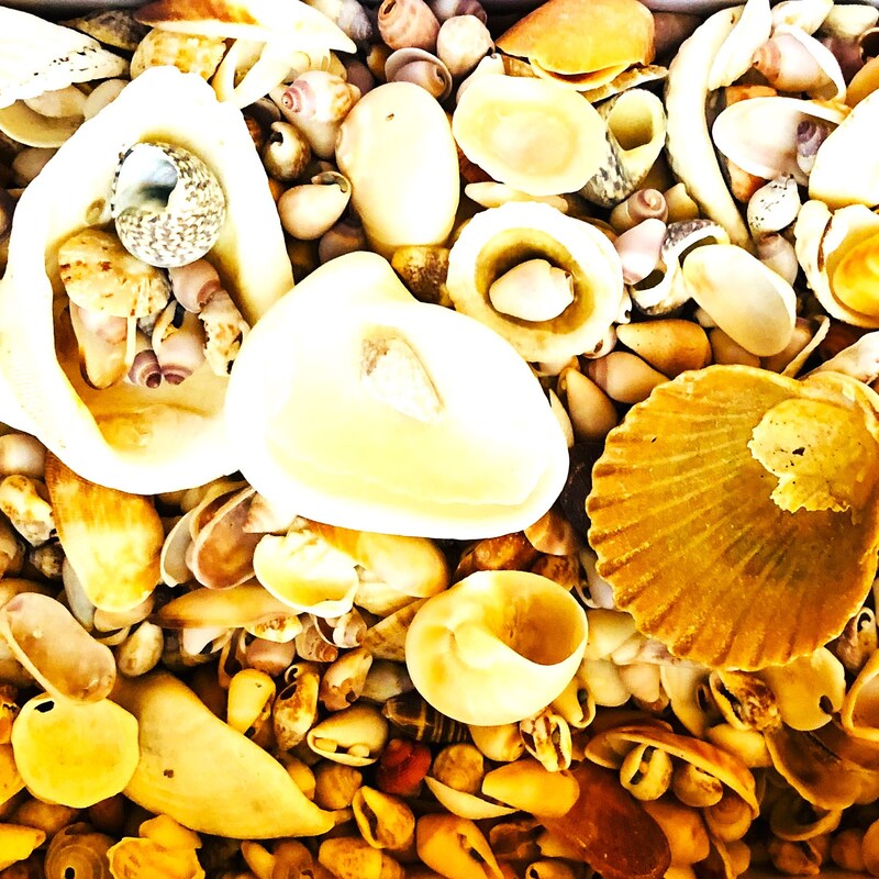 Assorted Seashells - Etsy