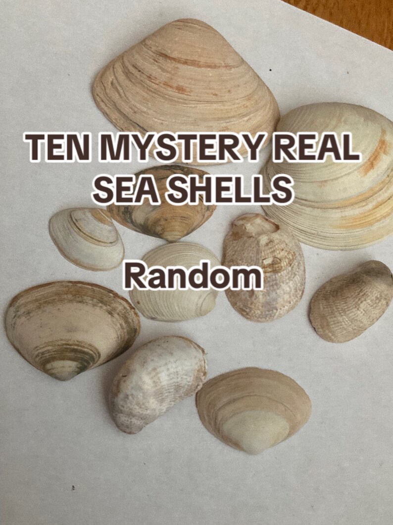 Sea Shells Random Picked Witchcraft Shells Art Shells Real Shells - Etsy