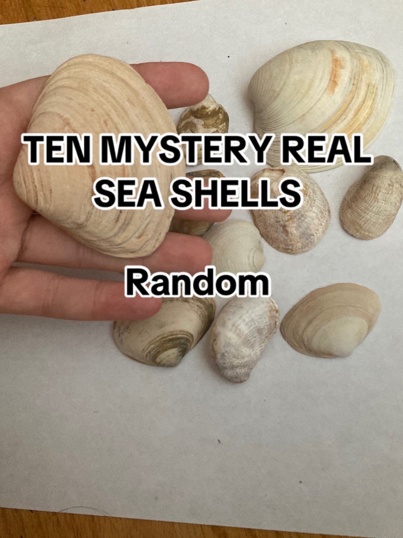 Sea Shells Random Picked Witchcraft Shells Art Shells Real Shells - Etsy