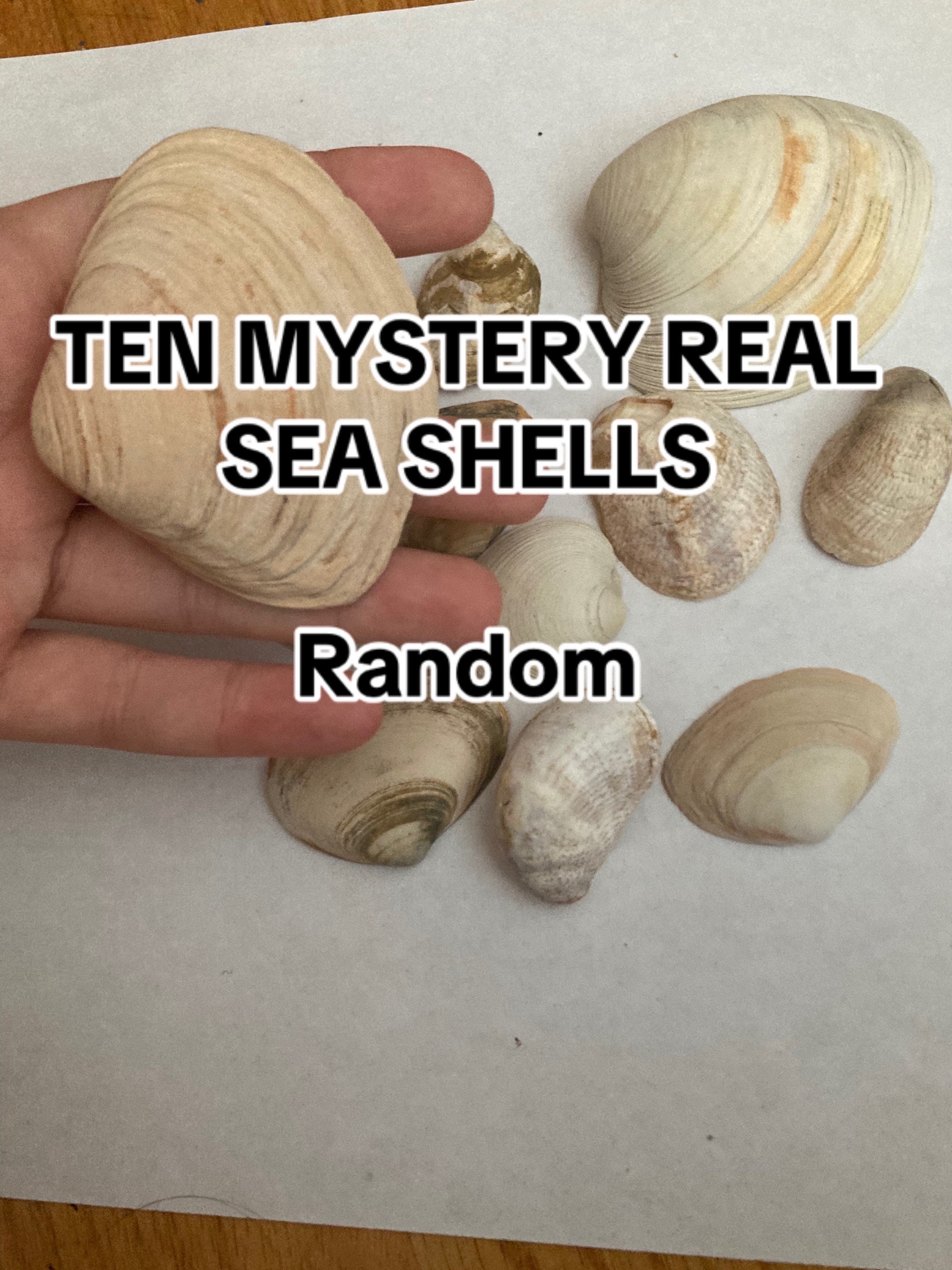 Sea Shells Random Picked Witchcraft Shells Art Shells Real Shells - Etsy