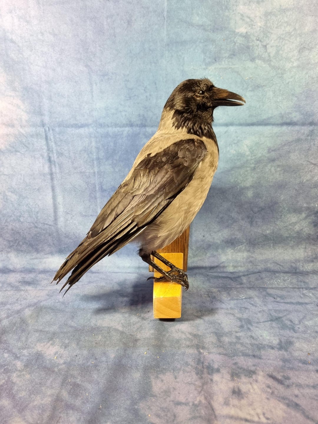 Taxidermy Crow Wall Mount - Etsy