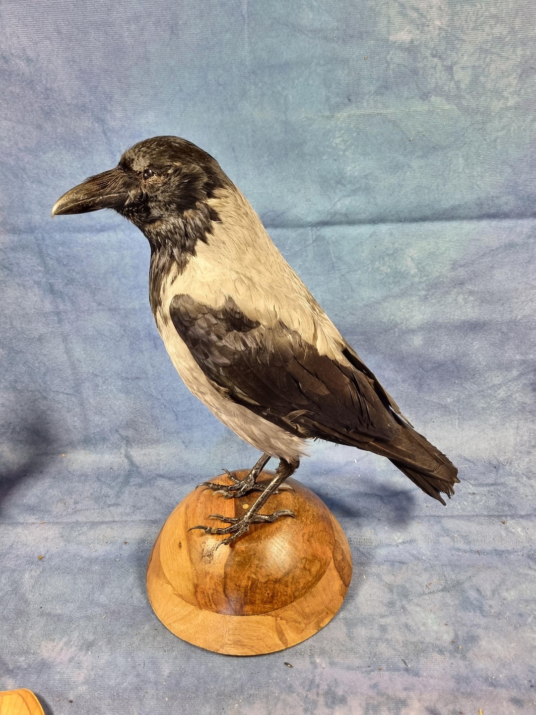 Taxidermy Crow Mount - Etsy