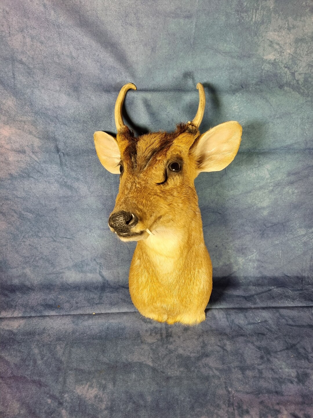 Taxidermy Muntjac Head - Etsy