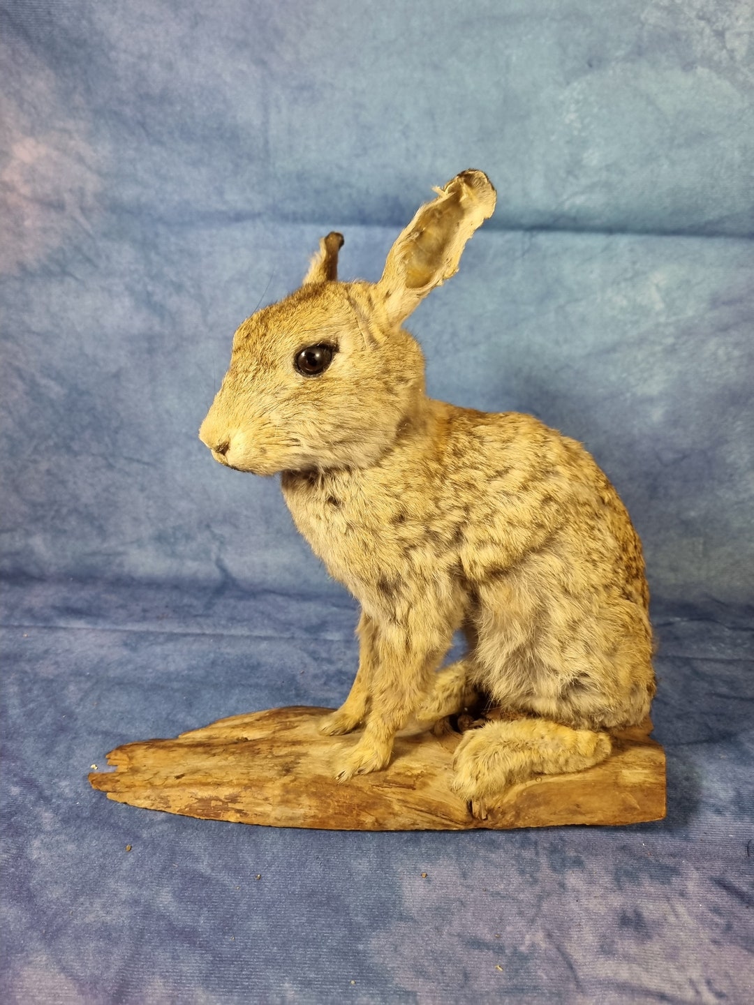Taxidermy Rabbit - Etsy