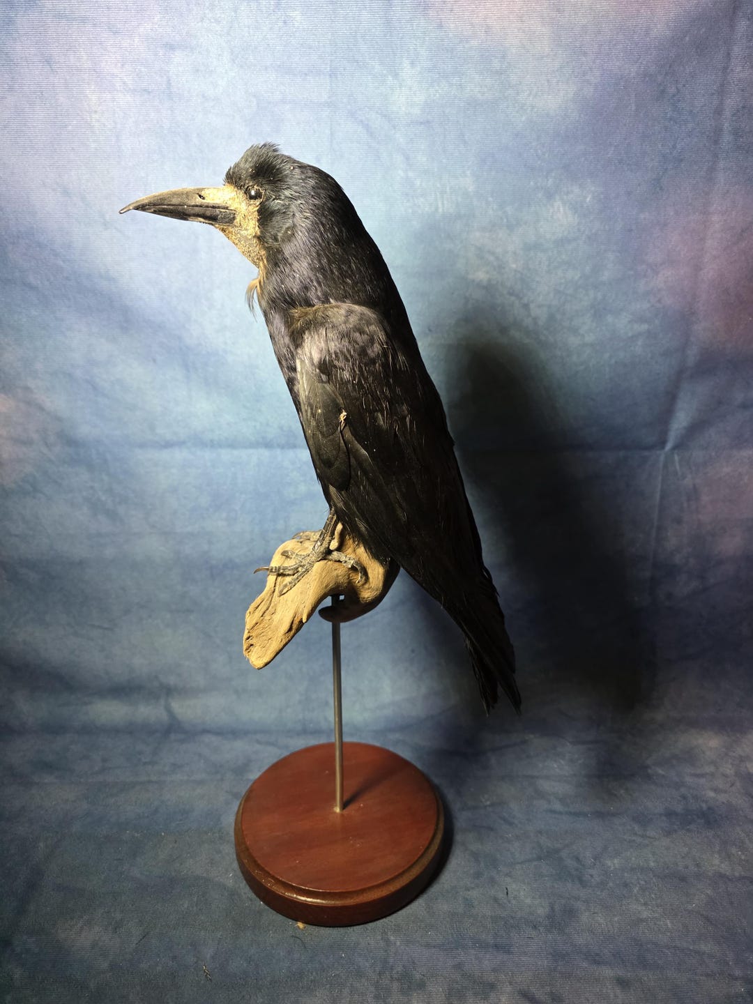 Taxidermy Crow Mount - Etsy UK
