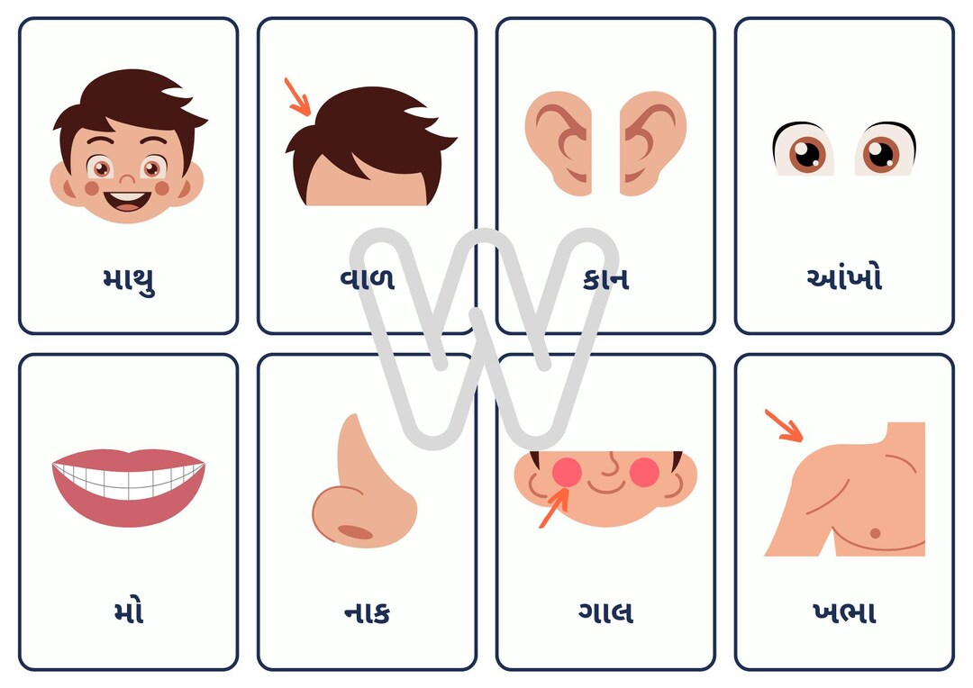 Gujarati Body Parts Flash Cards - Etsy