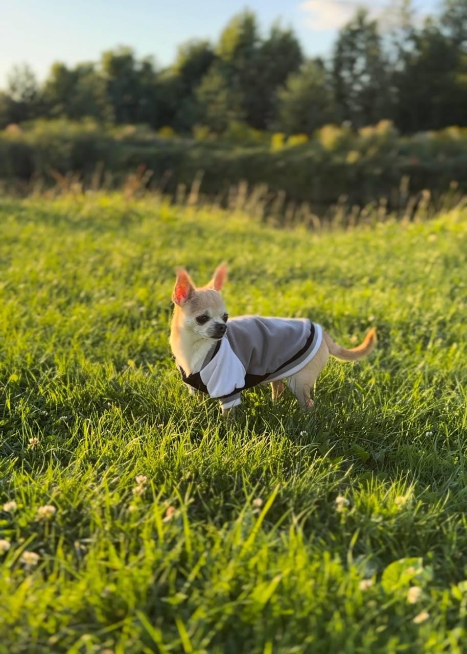 Stylish Bomber Jacket for Dogs, Custom Dog Shirt, Large Dog Sweater ...