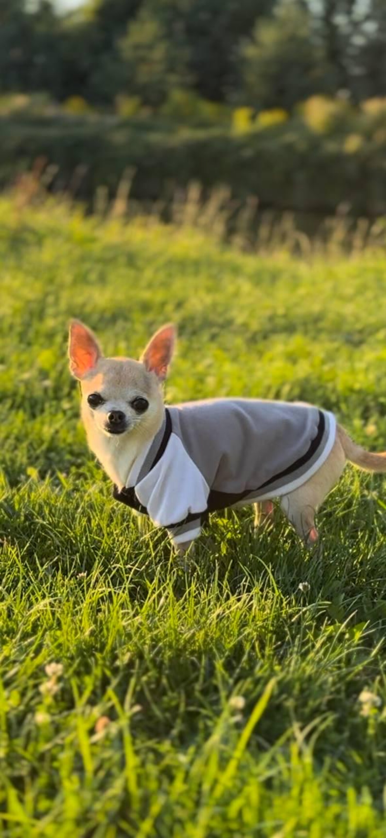 Stylish Bomber Jacket for Dogs, Custom Dog Shirt, Large Dog Sweater ...