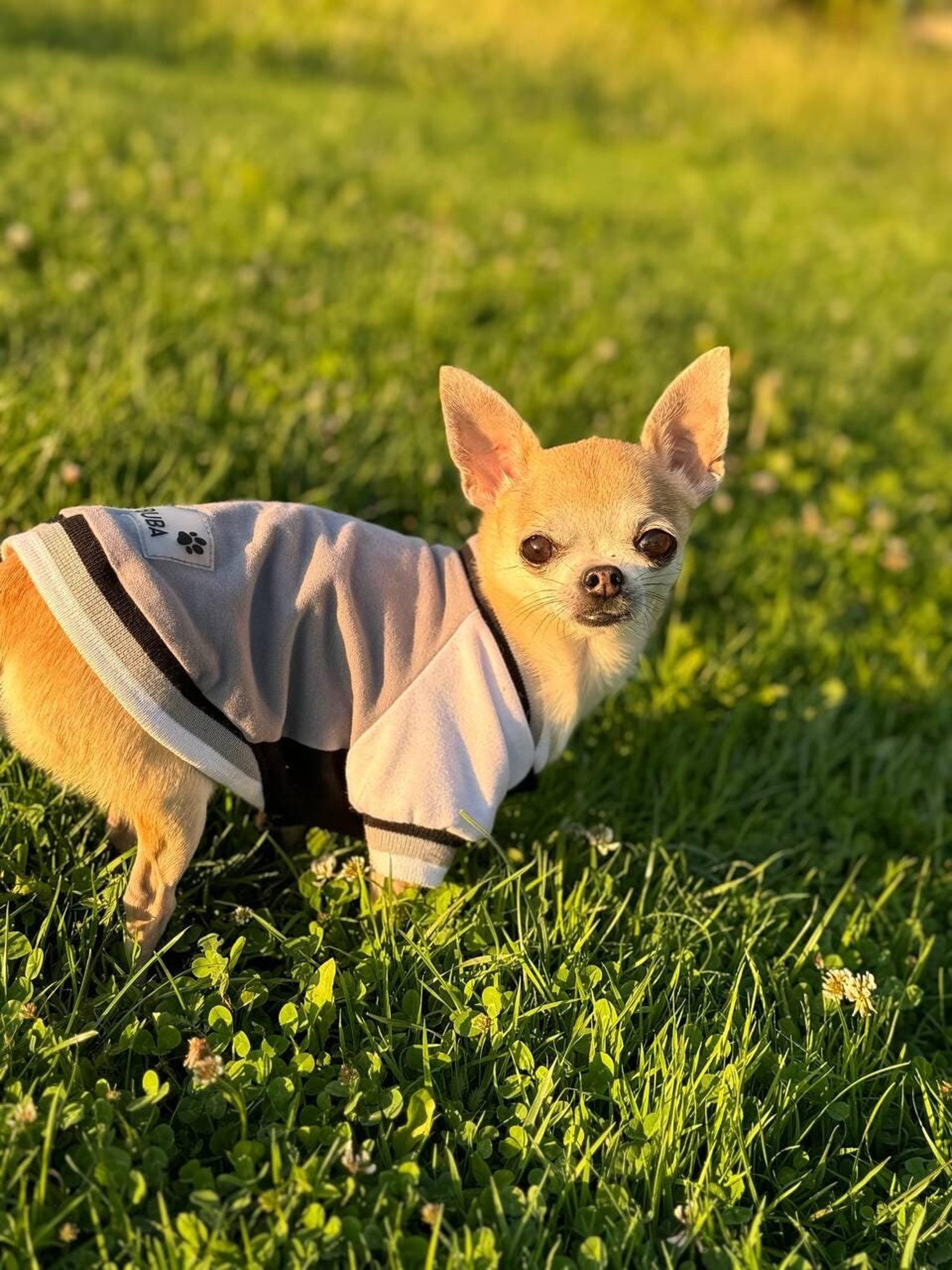 Stylish Bomber Jacket for Dogs, Custom Dog Shirt, Large Dog Sweater ...