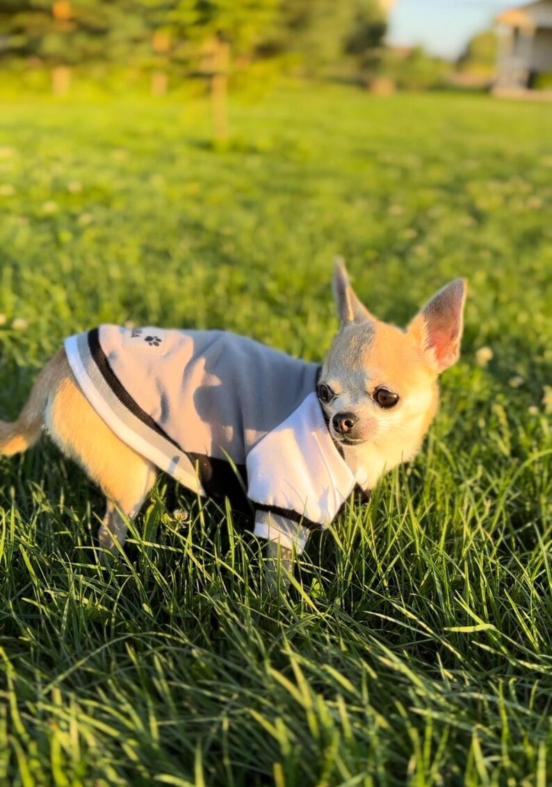 Stylish Bomber Jacket for Dogs, Custom Dog Shirt, Large Dog Sweater ...